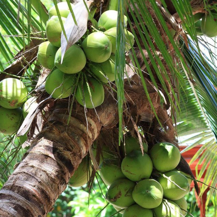 10 Amazing Coconut Facts – Coconutsy