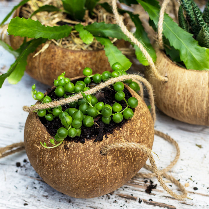 Eco Friendly Bundles - Coconutsy